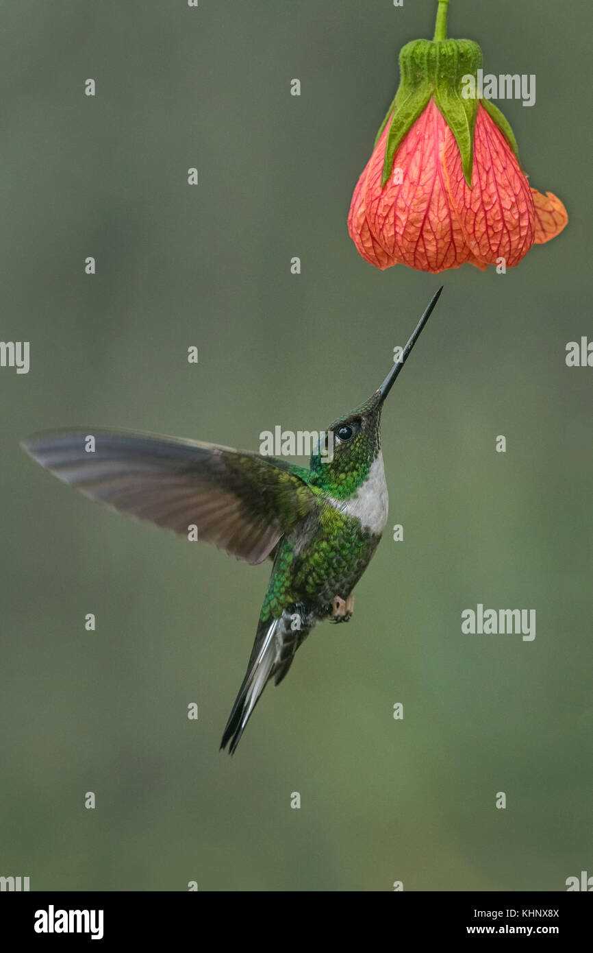 Collared Inca (Coeligena torquata) hummingbird female feeding on flower ...