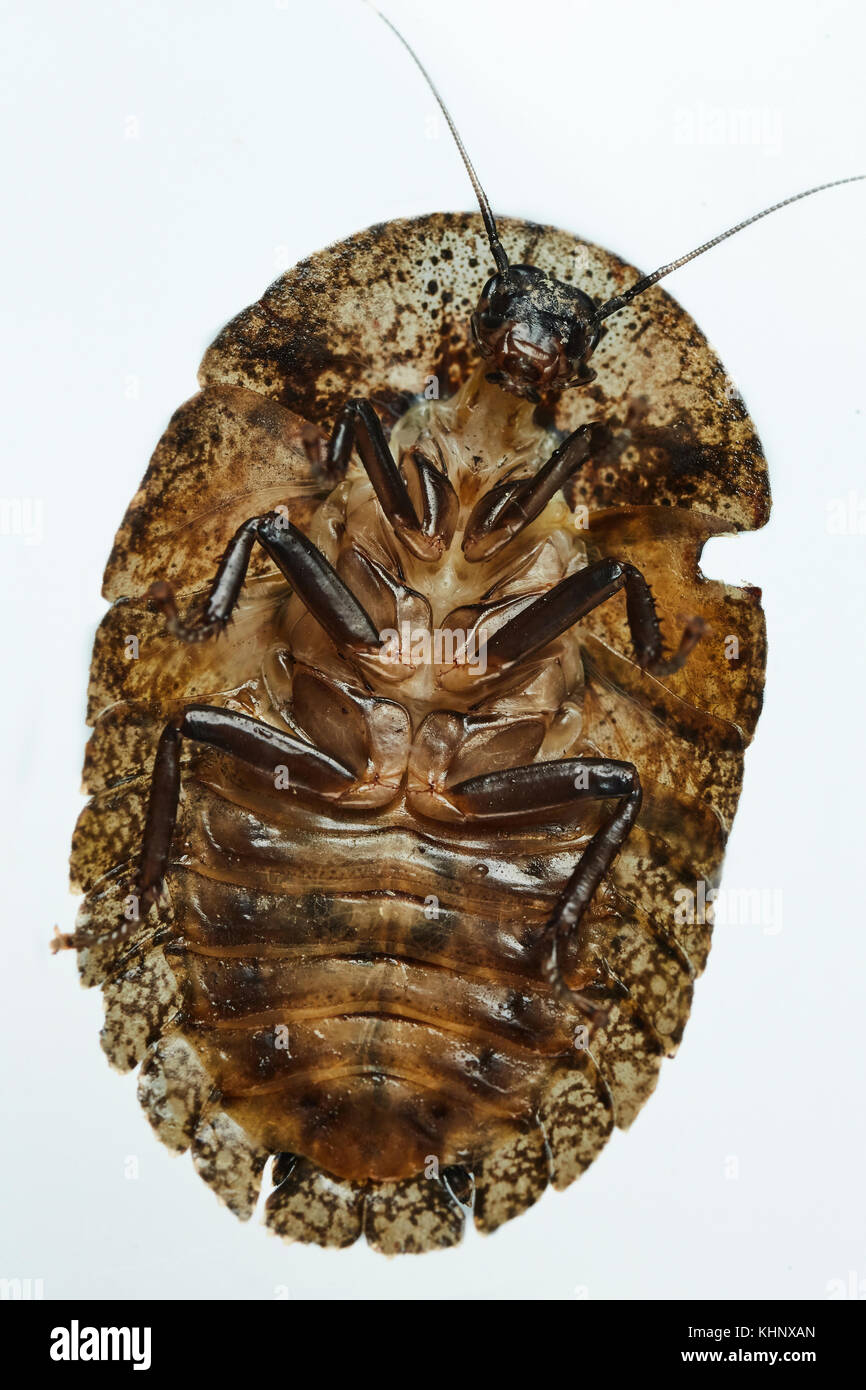 Bark Cockroach (Laxta sp) underside, Yasuni National Park, Ecuador ...