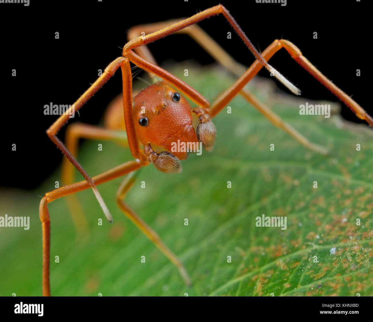 Ant-mimic Crab Spider (Amyciaea lineatipes), ant mimic, Danum Valley ...