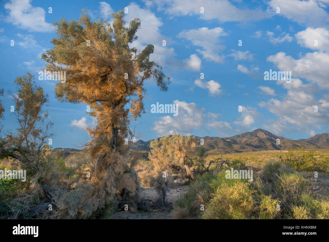 Dry trees in desert, Joshua Tree National Park, California Stock Photo ...
