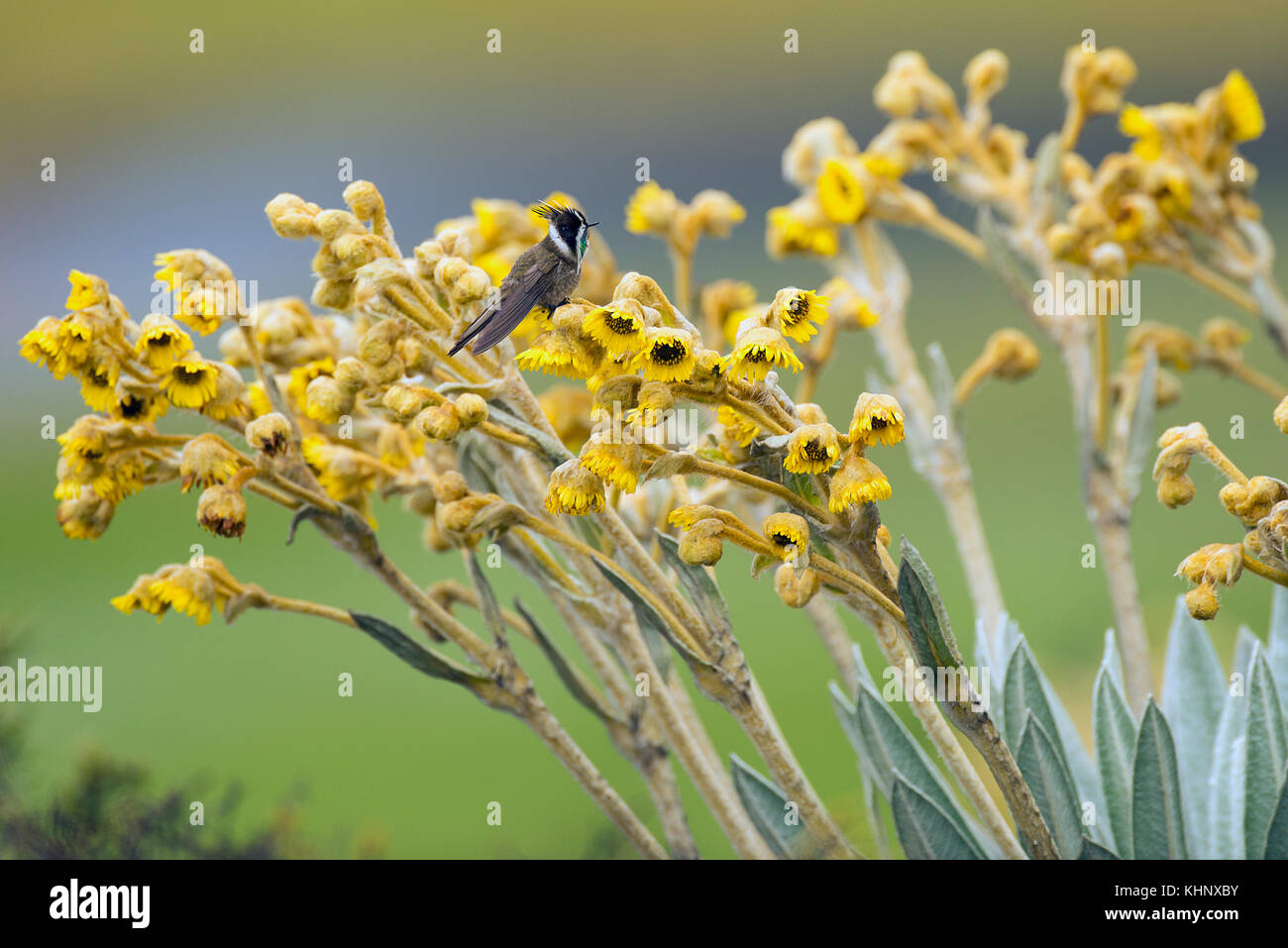 Bearded Helmetcrest (Oxypogon guerinii) hummingbird, Colombia Stock ...