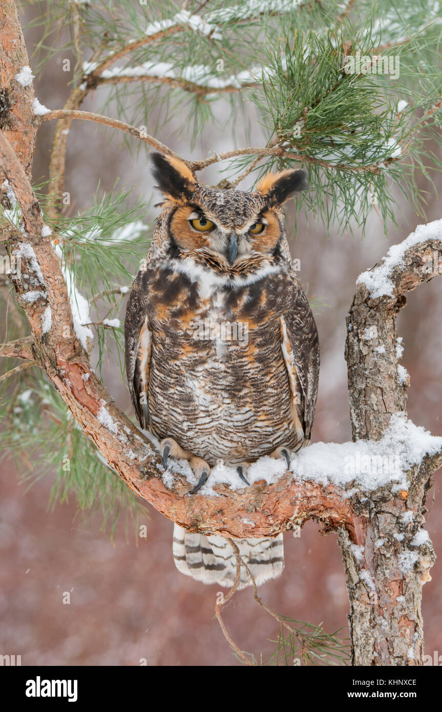Great Horned Owl (Bubo virginianus), Howell Nature Center, Michigan ...