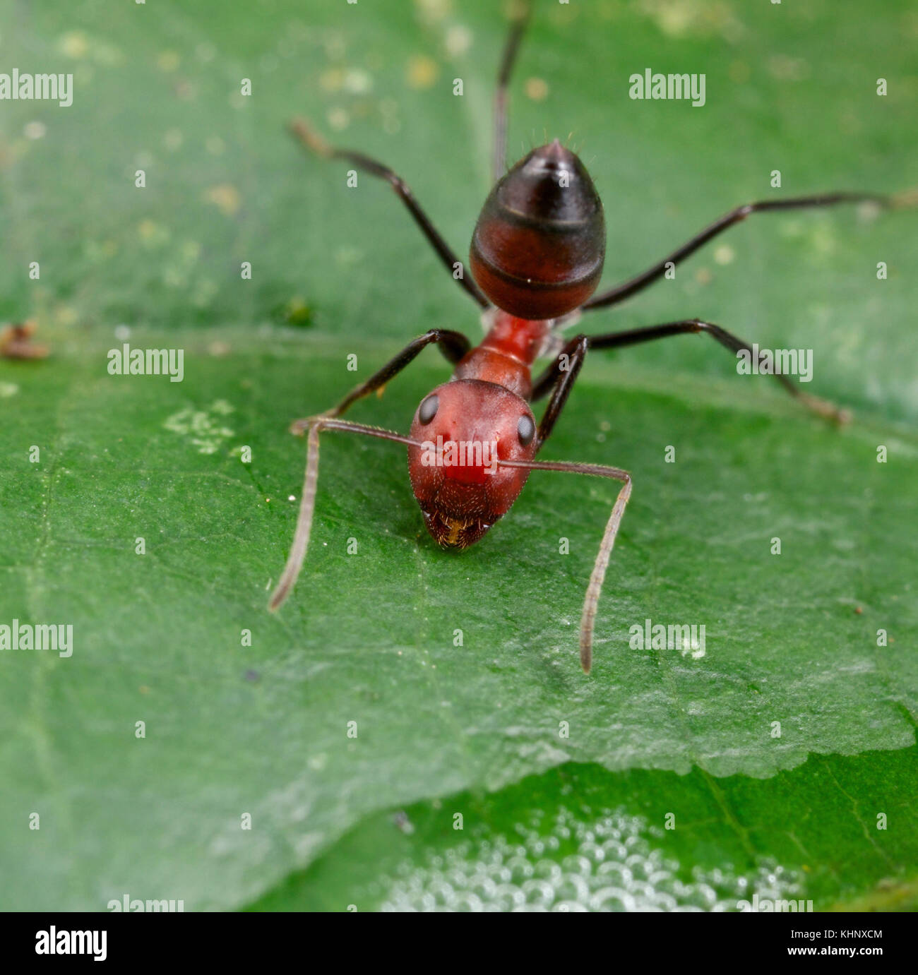 Ant (Calomyrmex sp) in defensive posture, Danum Valley Conservation ...