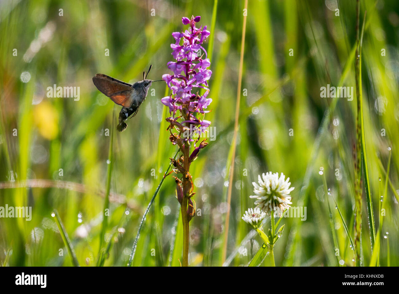 Hummingbird Hawk-moth (Macroglossum stellatarum) feeding on Fragrant ...