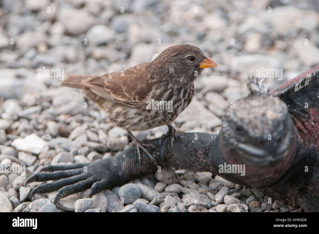 Sharp-beaked Ground-Finch (Geospiza difficilis) on Marine Iguana ...