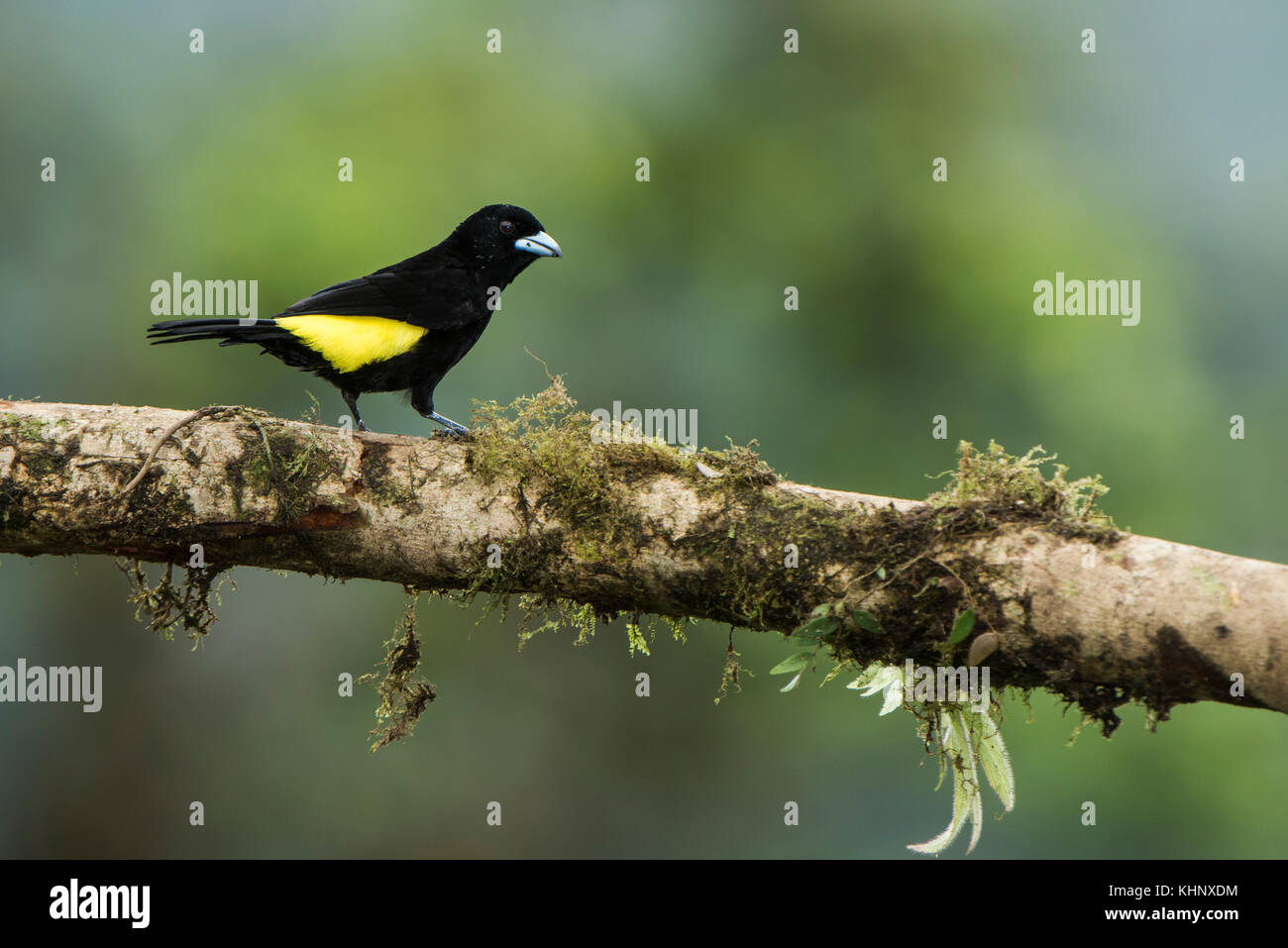Flame-rumped Tanager (Ramphocelus flammigerus), Mashpi Rainforest ...