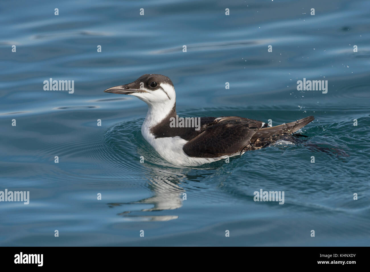 Common Murre (Uria aalge) swimming, Alaska Stock Photo - Alamy