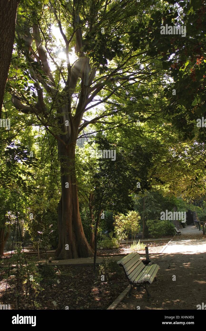 Majestic trees in the garden Stock Photo - Alamy