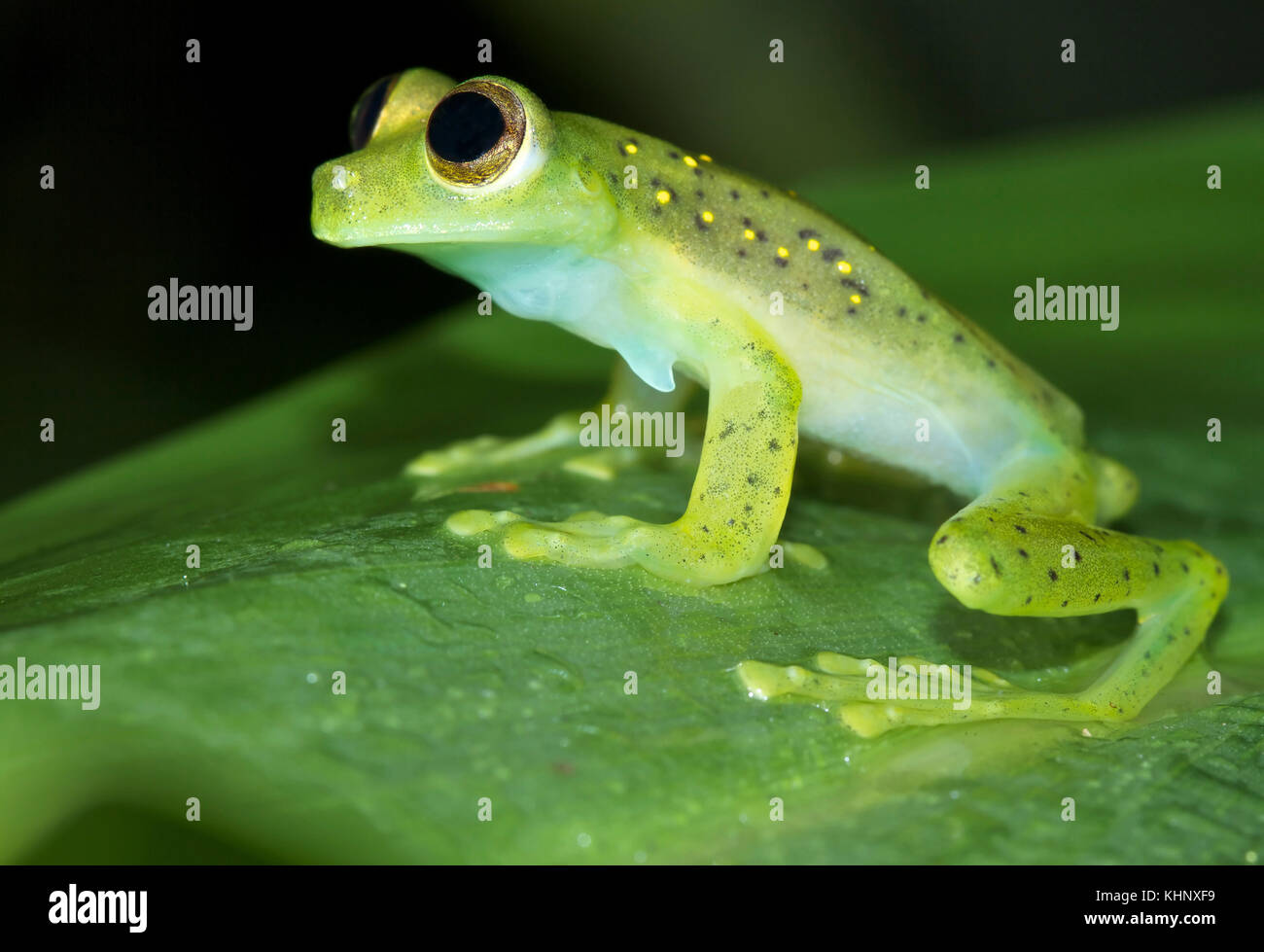 Nicaragua Giant Glass Frog (Espadarana prosoblepon), Mindo, Ecuador ...