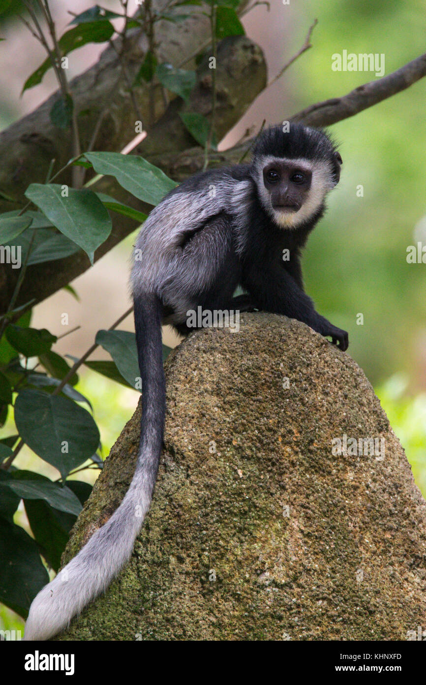 Mantled Colobus (Colobus guereza) baby, native to Africa Stock Photo ...