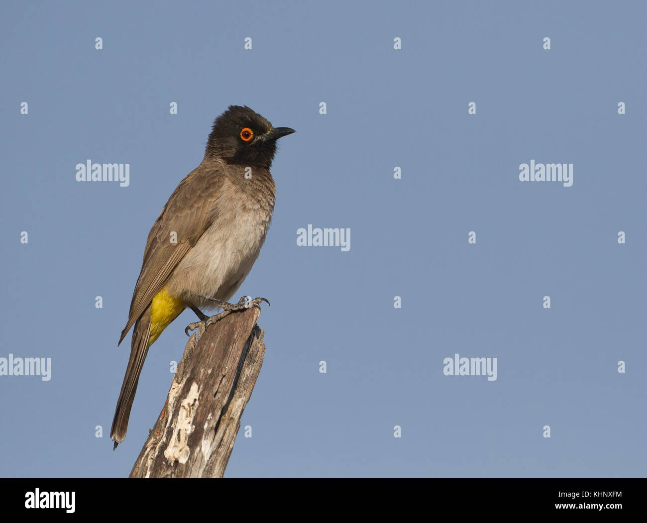 African Red-eyed Bulbul (Pycnonotus nigricans), Erongo Mountains ...