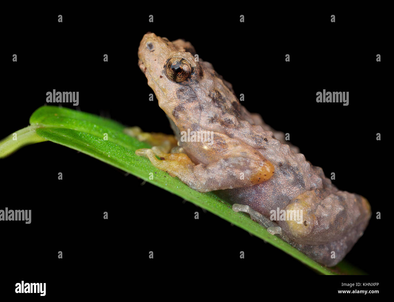 Metaphrynella sundana tree hole frog hi-res stock photography and ...