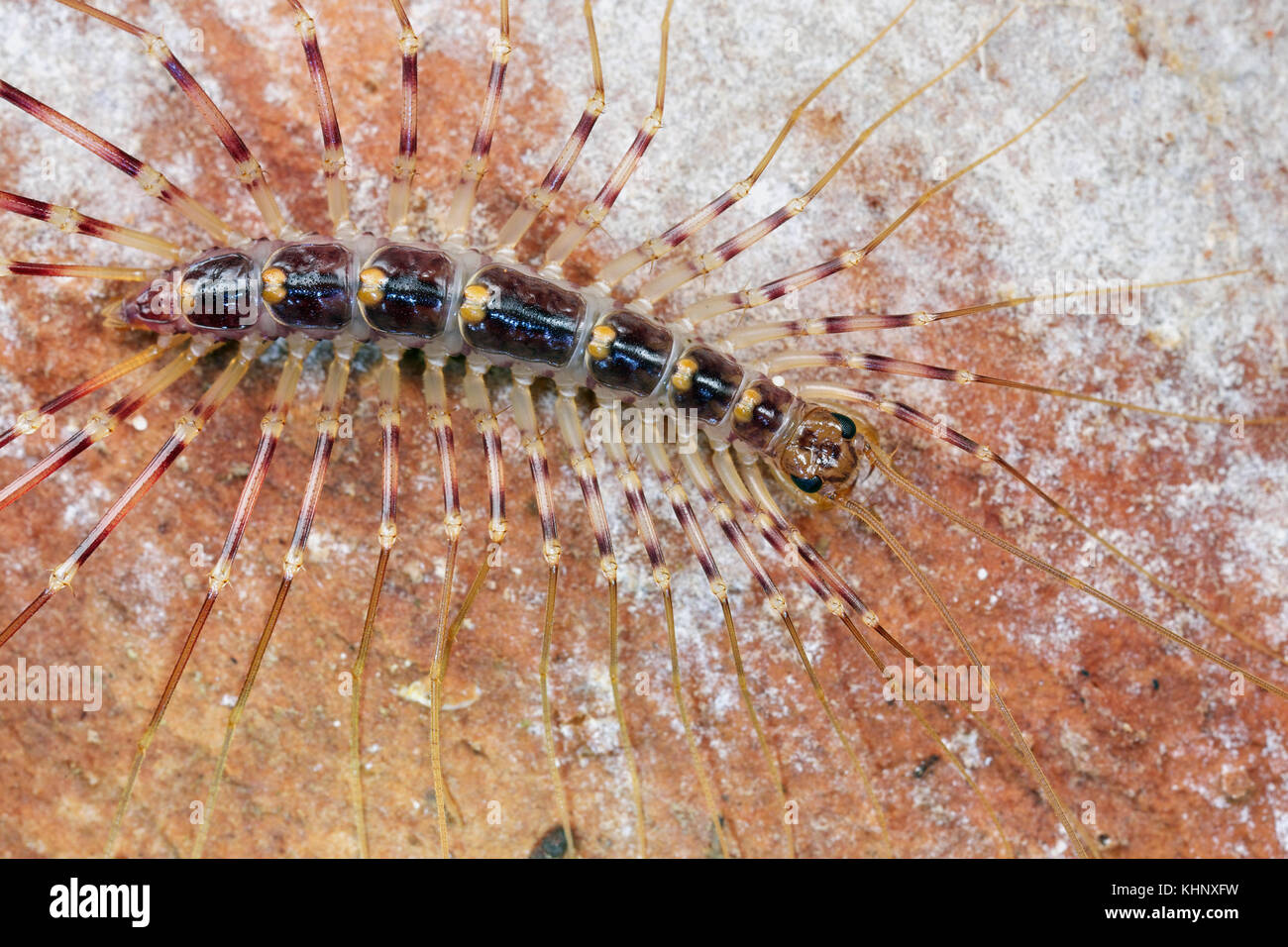 Scutigera centipede malaysia hi-res stock photography and images - Alamy