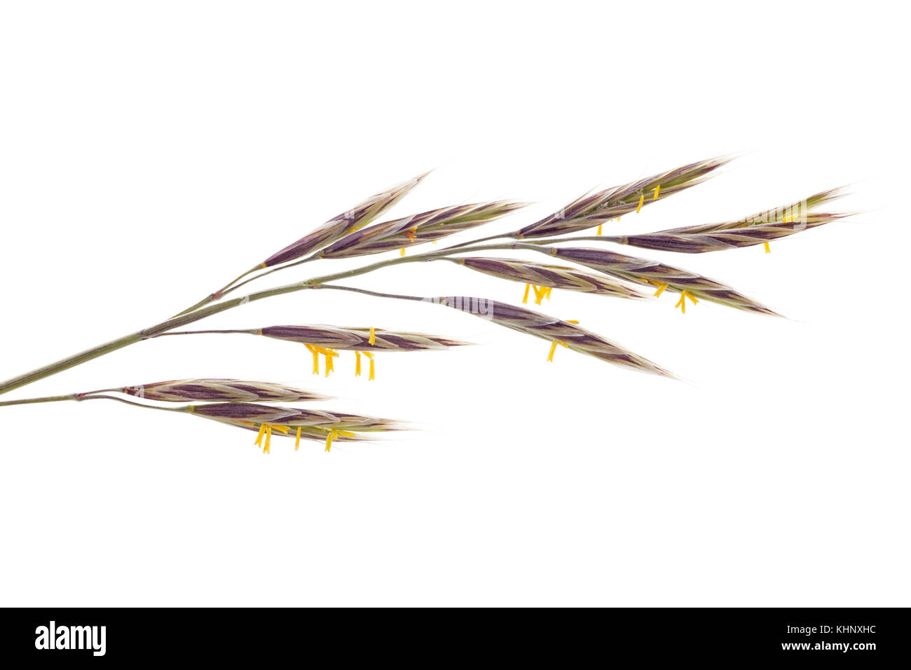 Bromus (Bromus sp) grass flowering, Patagonia, Argentina Stock Photo ...