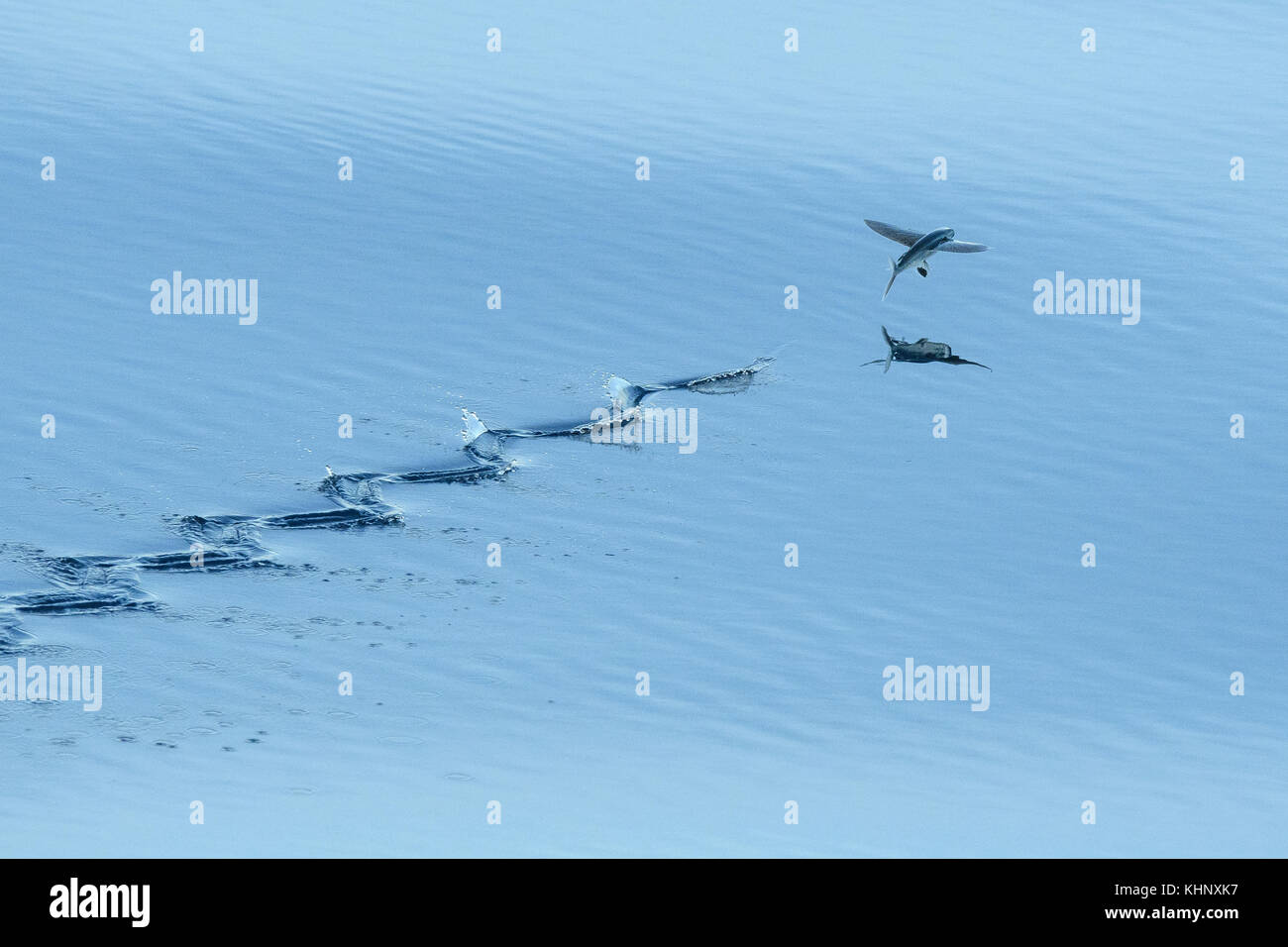 Flying Fish (Exocoetidae) taking flight from surface, Sarawak, Borneo ...