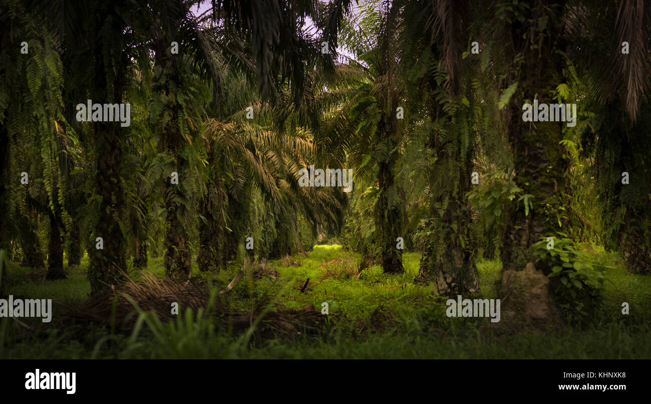 Palm trees, Asia, Indonesia, palm trees, Tropics Stock Photo - Alamy