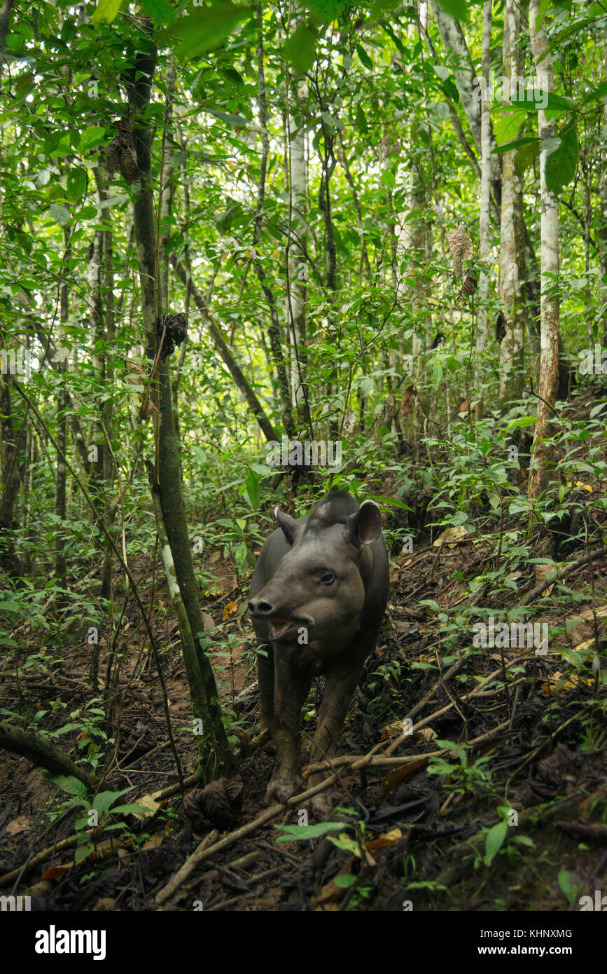 Brazilian Tapir (Tapirus terrestris) in rainforest, Ecuador Stock Photo ...