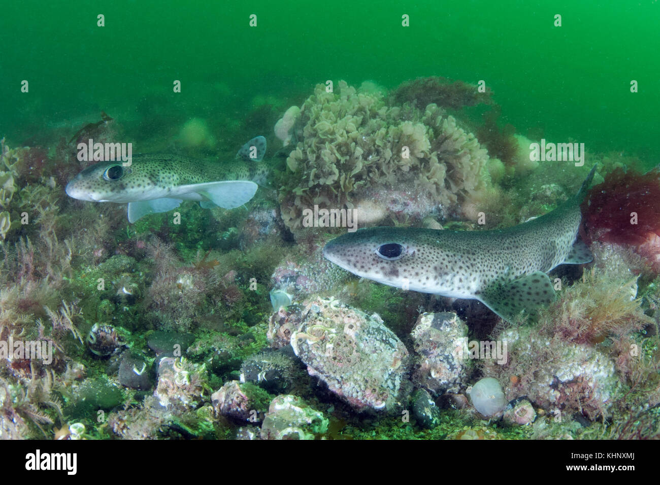 Small-spotted Catshark (Scyliorhinus canicula) pair, Luce Bay, Scotland ...
