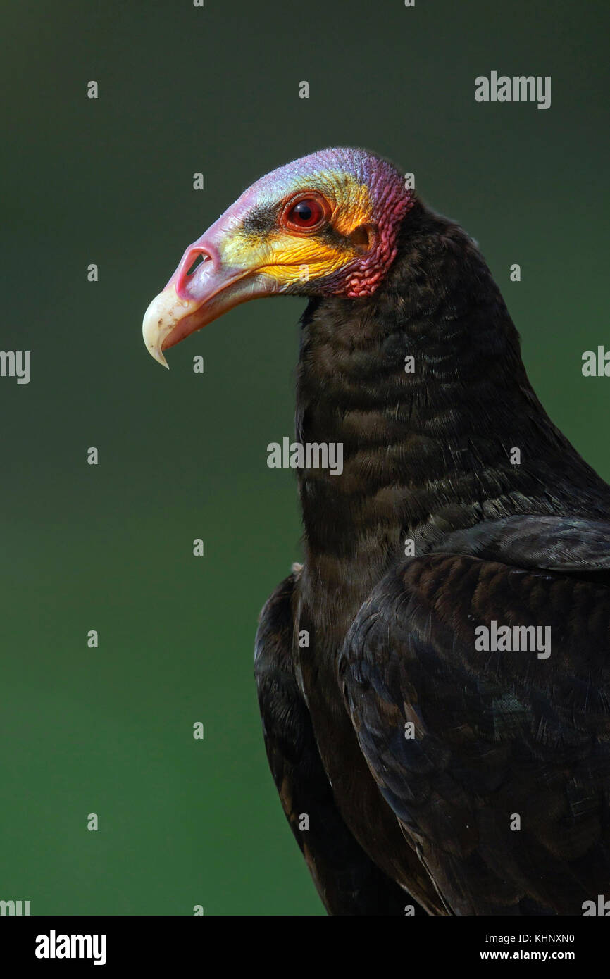 Lesser Yellow-headed Vulture (Cathartes burrovianus), Pantanal, Brazil ...
