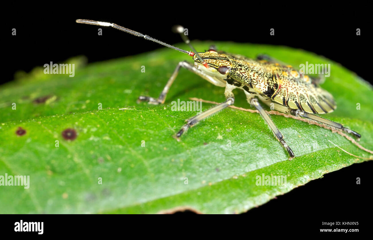 Stink Bug (Pentatomidae), Mindo, Ecuador Stock Photo - Alamy