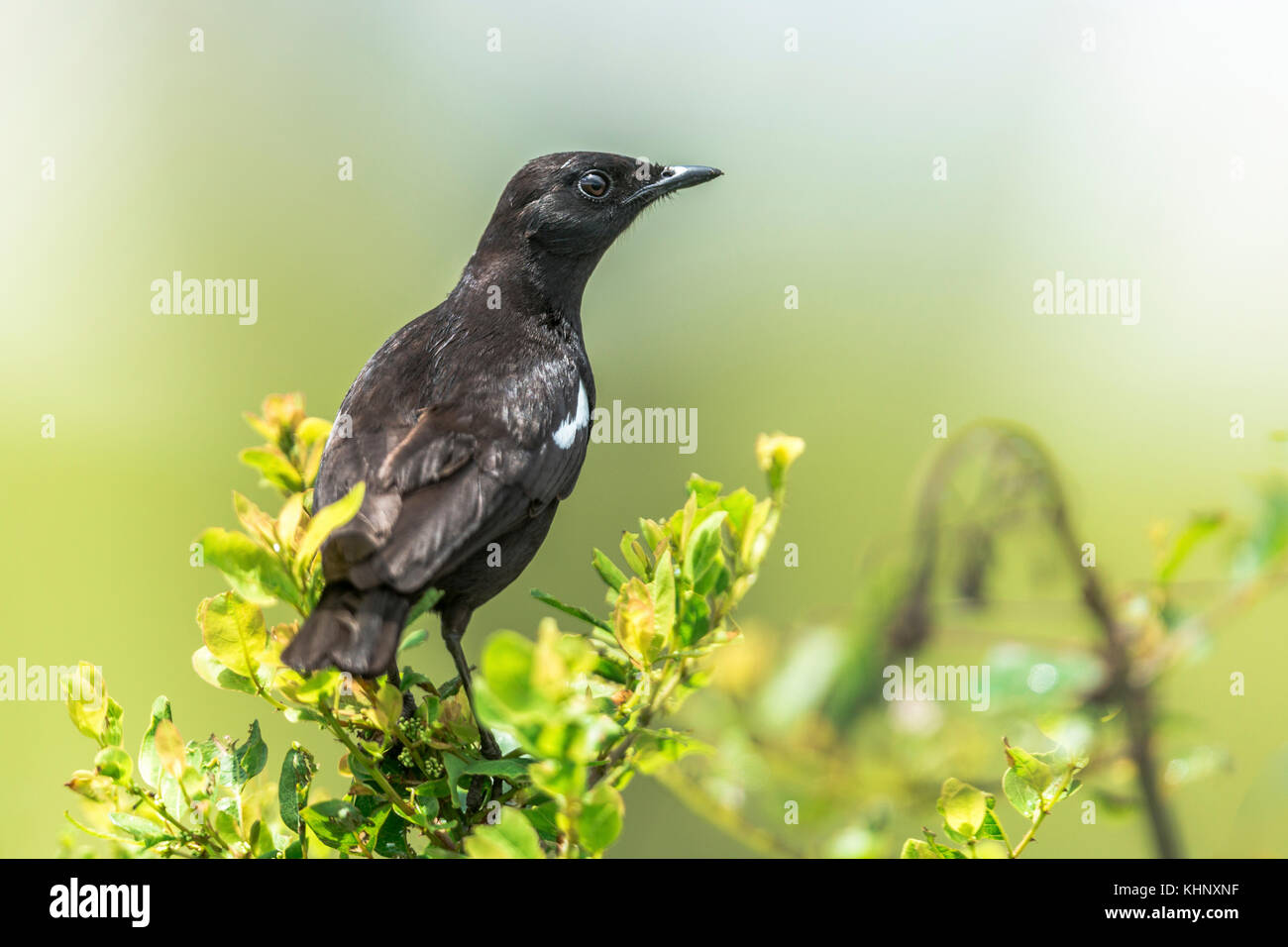 Sooty Chat (Myrmecocichla nigra) male, Queen Elizabeth National Park ...