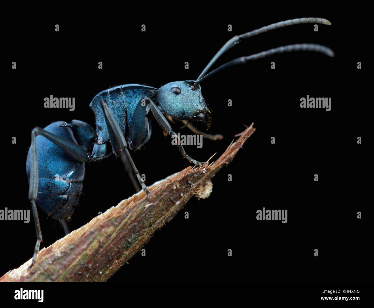 Ant (Polyrhachis cyaniventris), Mount Isarog National Park, Philippines ...