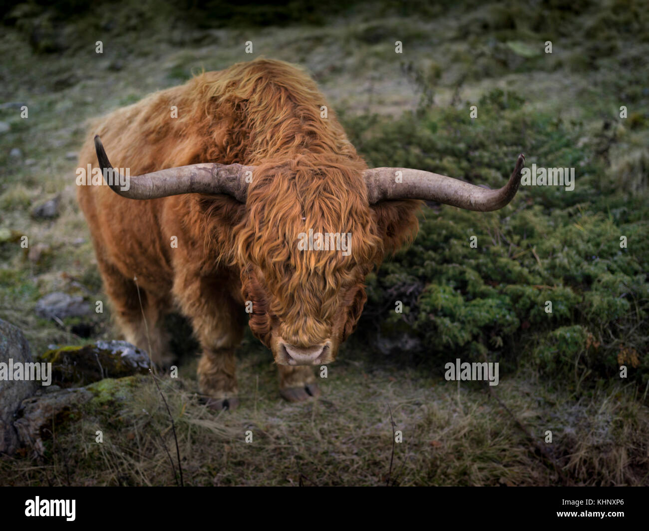 High-altitude cow, animals, cattle, europe, alps, grass, Austria Stock ...