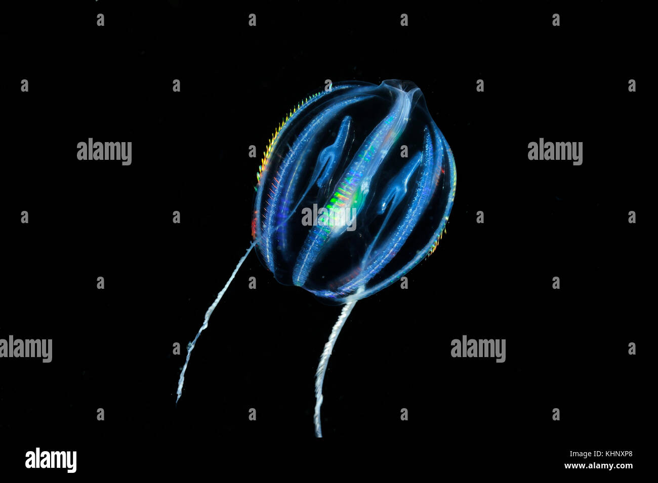 Sea Gooseberry (Pleurobrachia pileus) comb jelly,Grevelingen ...
