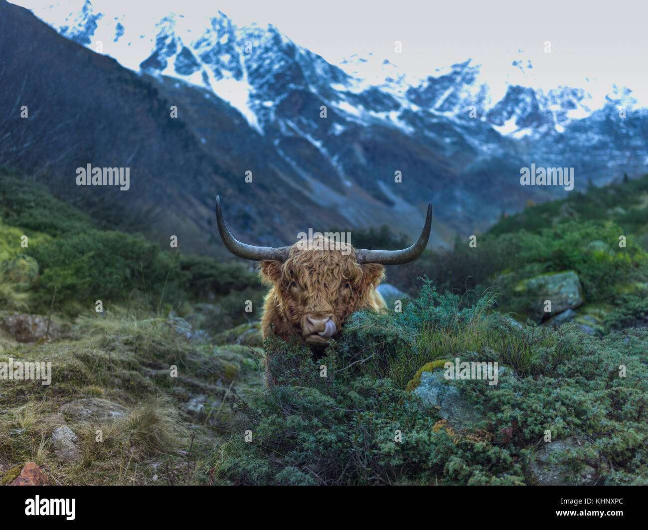 High-altitude cow, animals, cattle, europe, alps, grass, Austria Stock ...