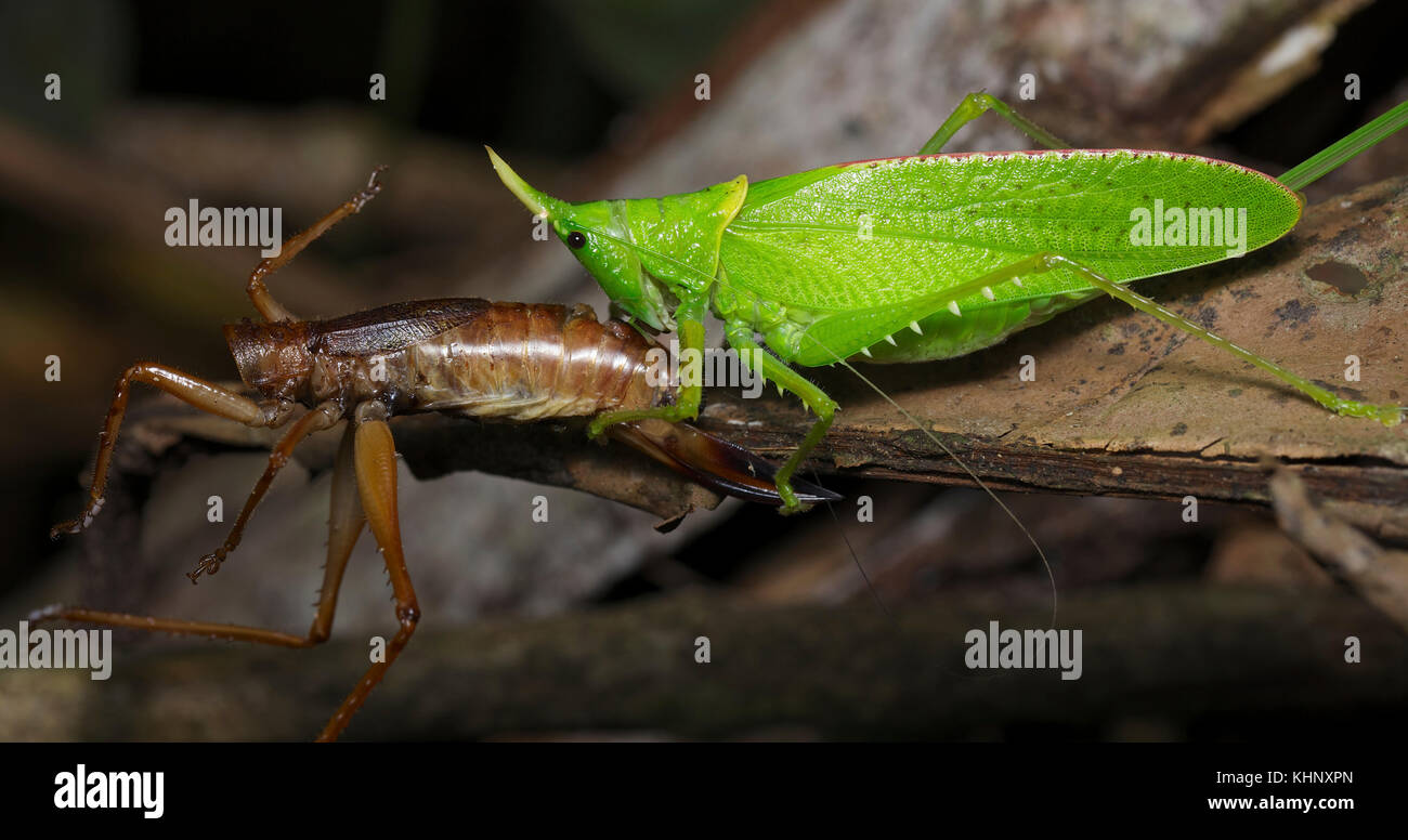 Katydid (Tettigoniidae) with prey, Hitoy Cerere Biological Reserve ...