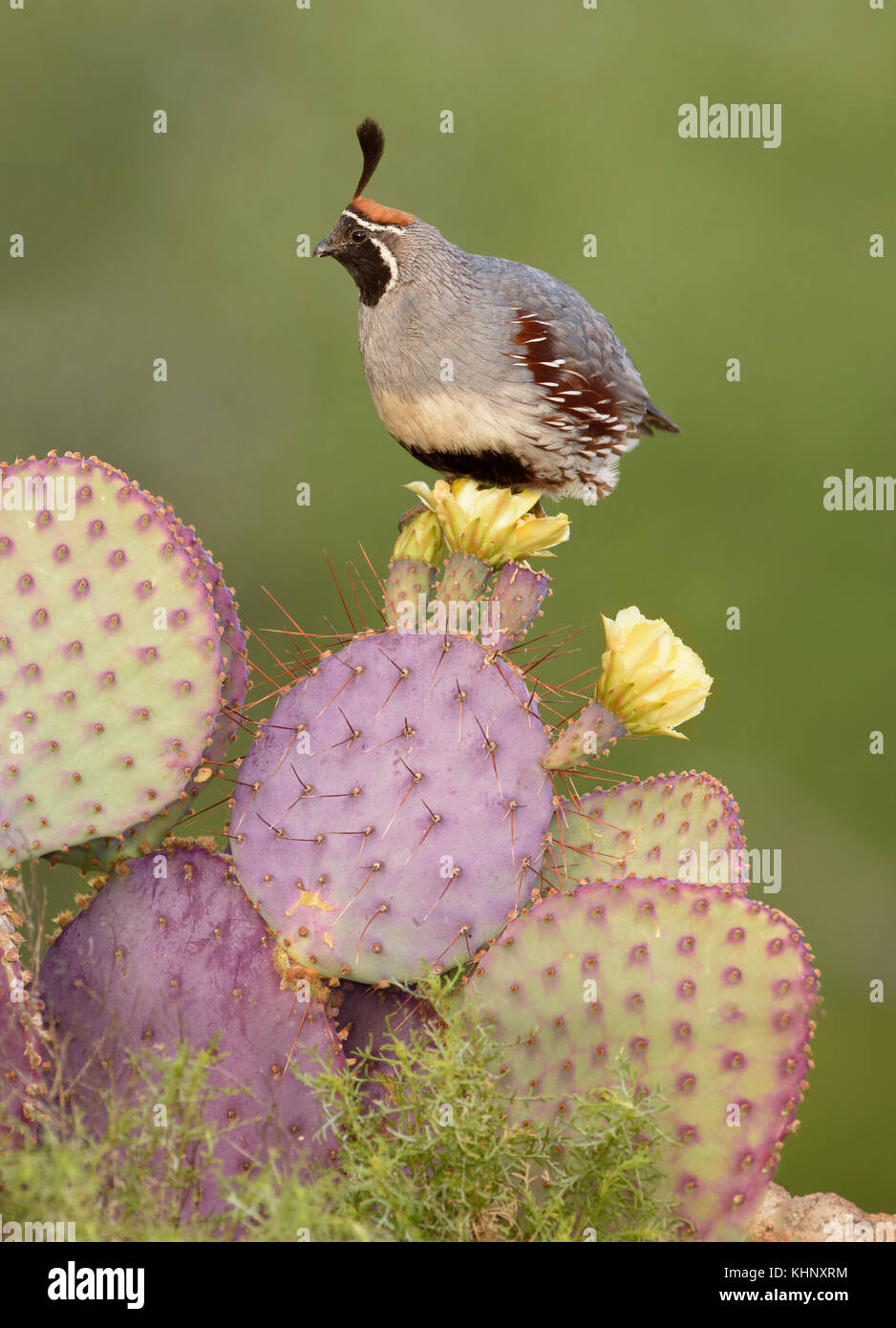 Gambel's Quail (Callipepla gambelii) male perching on cactus, Arizona ...