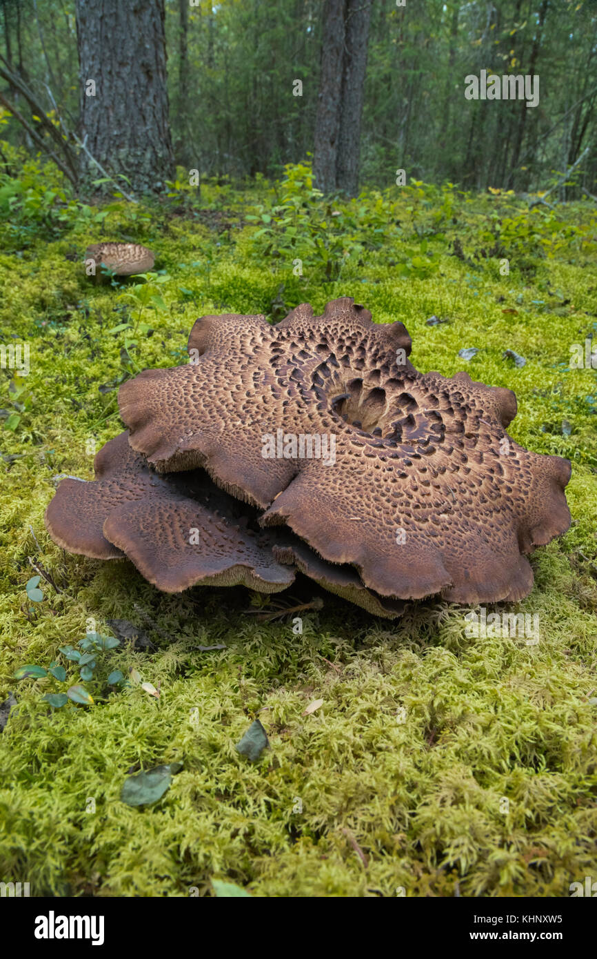 "Scaly Hedgehog (Sarcodon imbricatus) mushroom in forest, Yukon, Canada ...