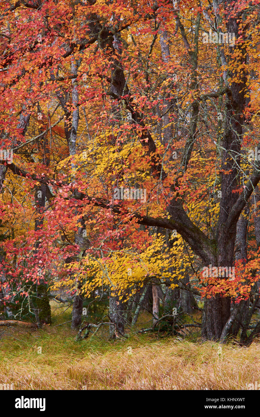 Maple (Acer sp) trees in autumn, Mersey River, Kejimkujik National Park ...