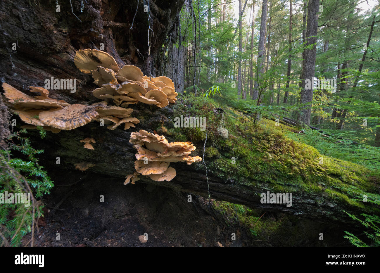 "Tree fungi in temperate rainforest, British Columbia, Canada Stock ...