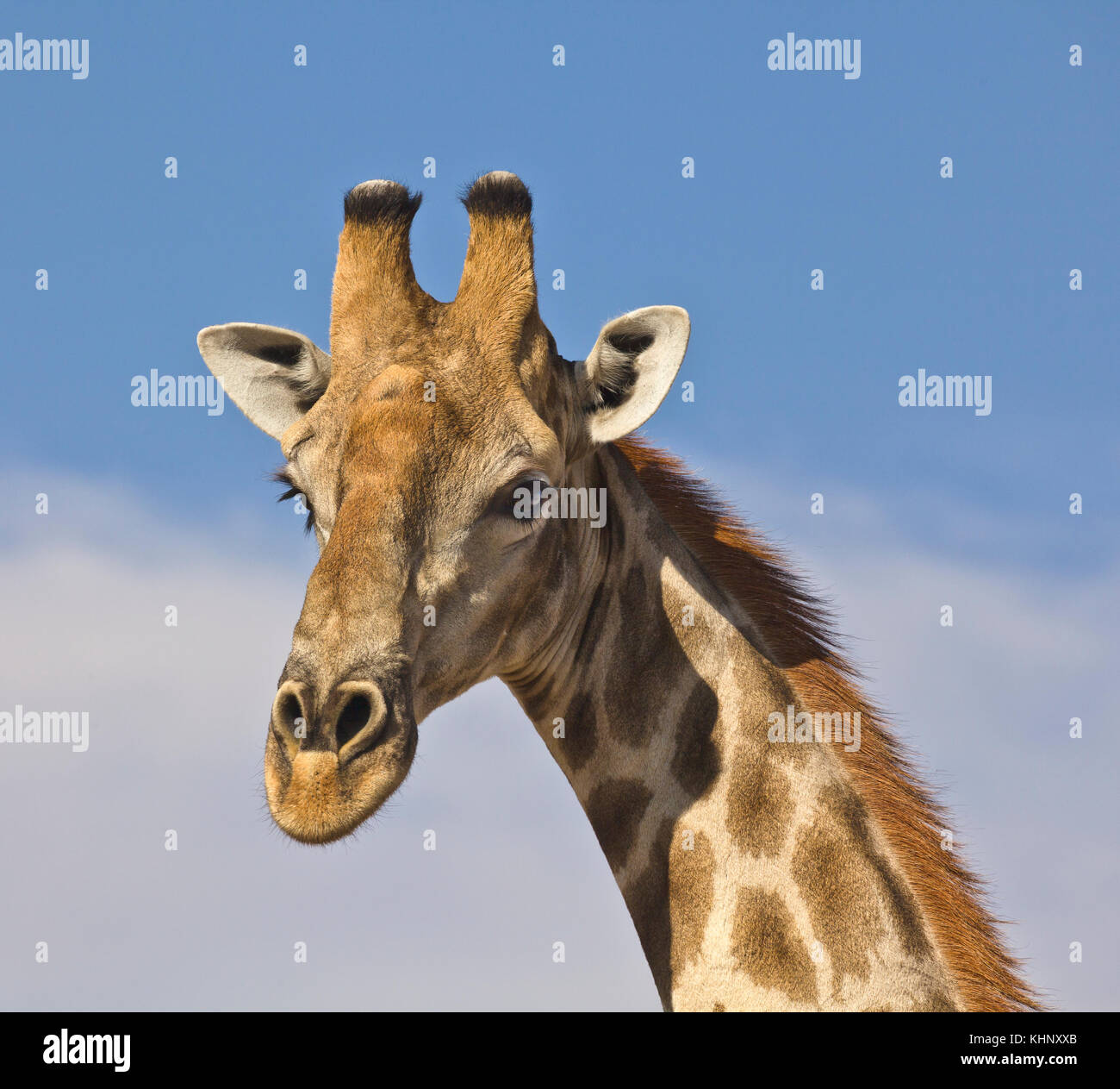 Angolan Giraffe (Giraffa giraffa angolensis) male, Etosha National Park ...