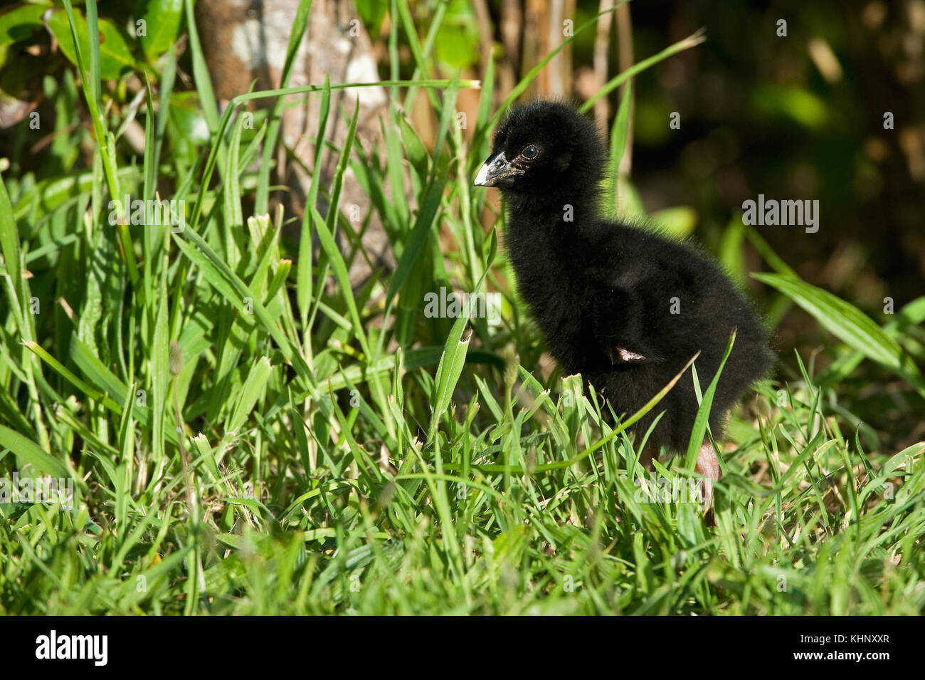 Takahe (Porphyrio hochstetteri) chick, Tiritiri Matangi Island, North ...