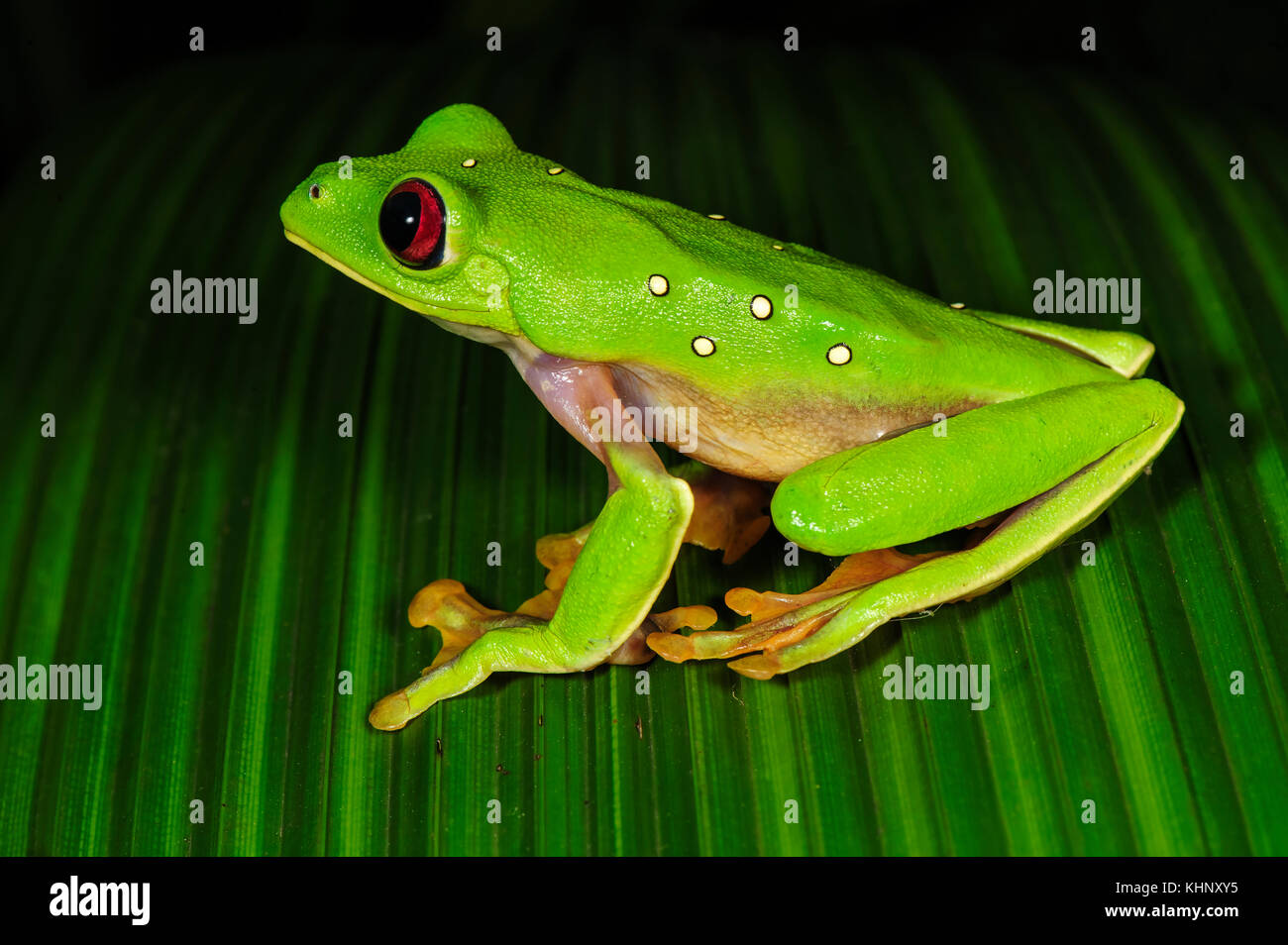 Gliding Leaf Frog (Agalychnis spurrelli), Cauca, Colombia Stock Photo ...