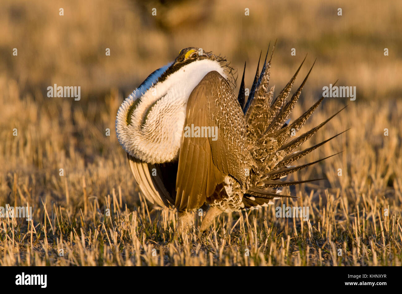 Sage Grouse (Centrocercus urophasianus) male in courtship display at ...