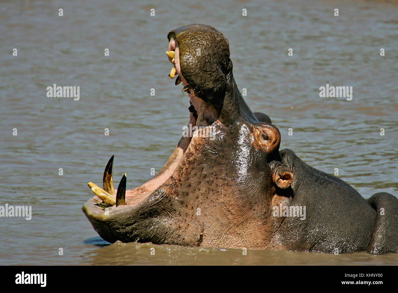 Hippopotamus (Hippopotamus amphibius) bellowing in defensive display ...