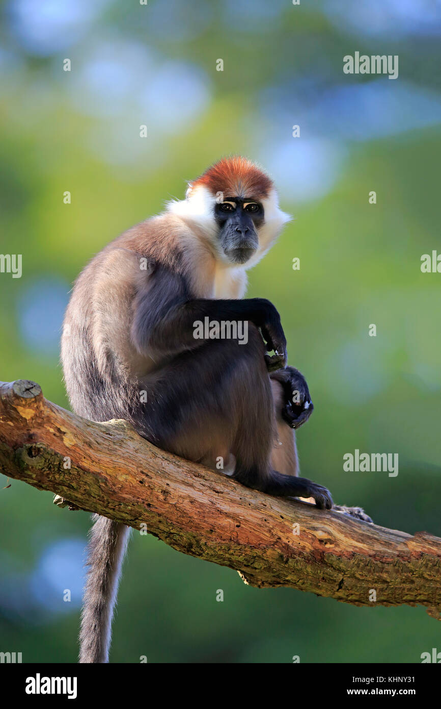 Collared Mangabey (Cercocebus torquatus), native to Africa Stock Photo ...