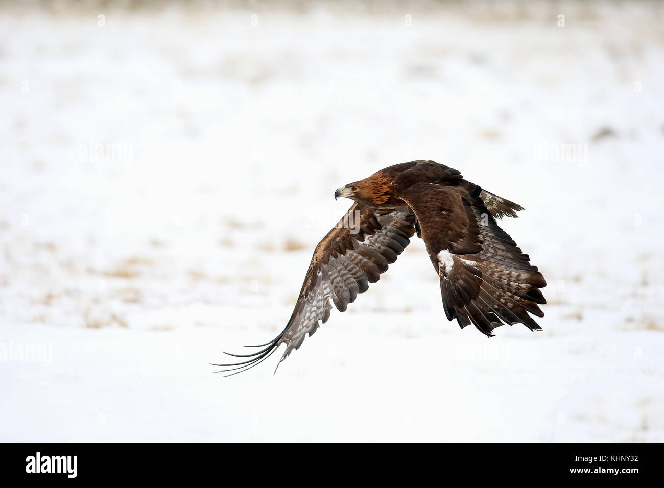 Golden Eagle (Aquila chrysaetos) flying in winter, Zdarske Vrchy ...