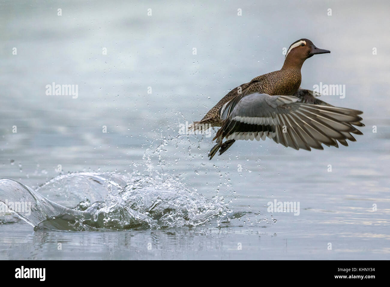 Garganey (Anas querquedula) drake taking flight, Florence, Italy Stock ...