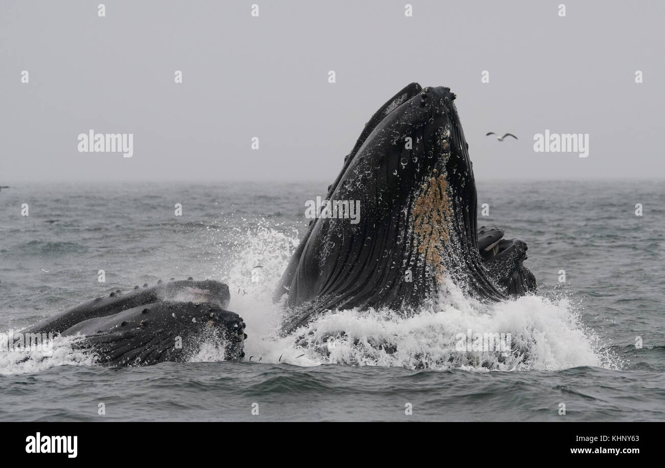 Humpback Whale (Megaptera novaeangliae) trio gulp feeding for Northern ...