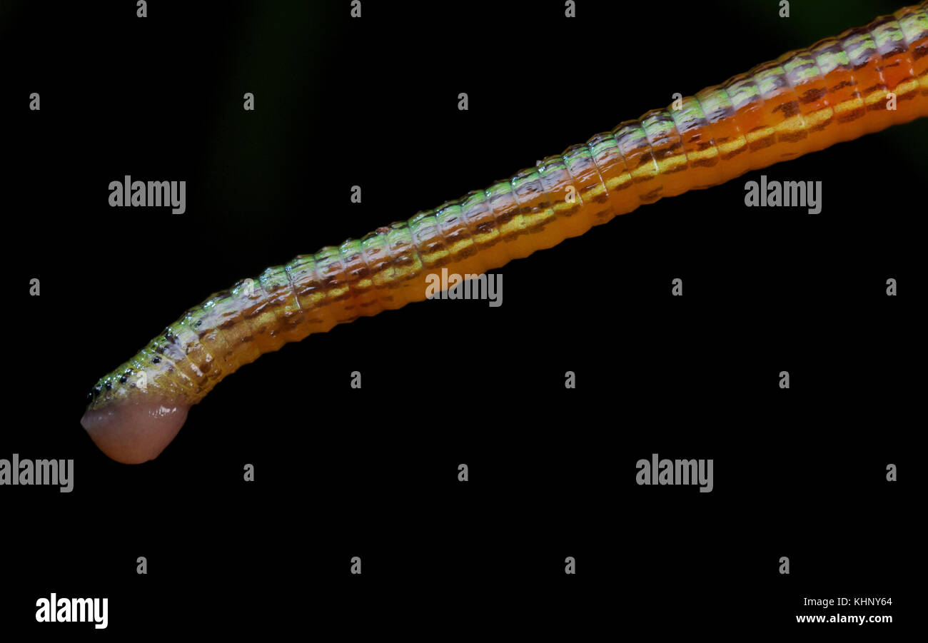 Tiger Leech (Haemadipsa picta), Bach Ma National Park, Vietnam Stock ...