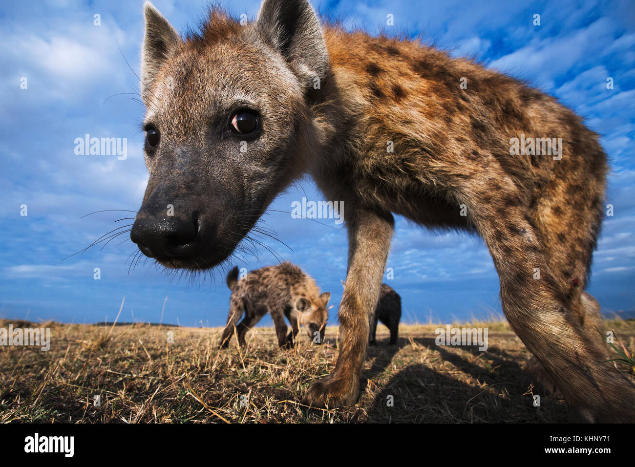 Spotted Hyena (Crocuta crocuta) trio, Masai Mara, Kenya Stock Photo - Alamy