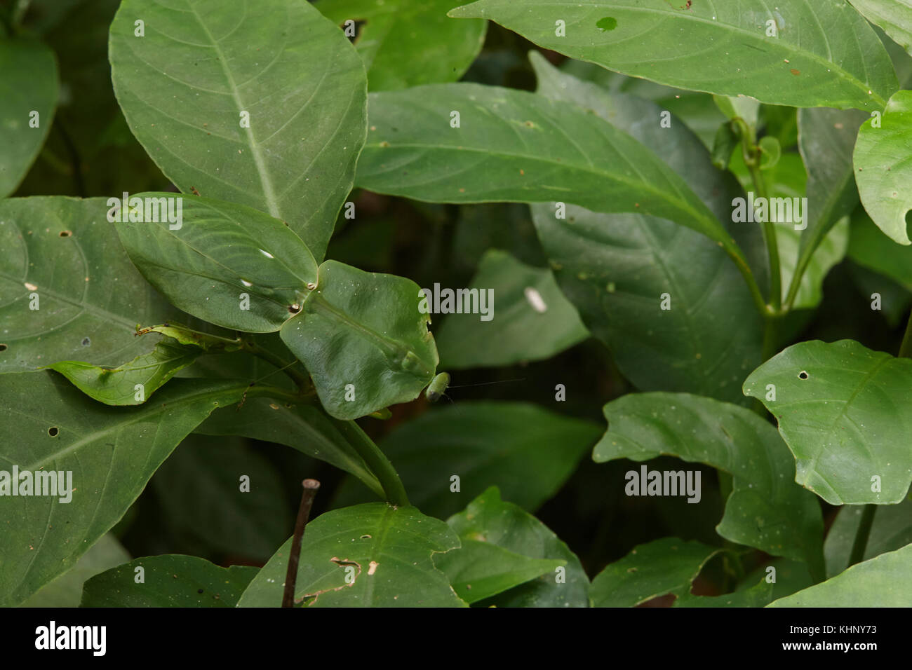 Praying Mantis (Choeradodis sp) camouflaged in leaves, Amazon, Ecuador ...