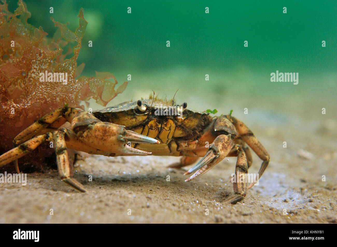 Common Shore Crab (Carcinus maenas), Netherlands Stock Photo - Alamy