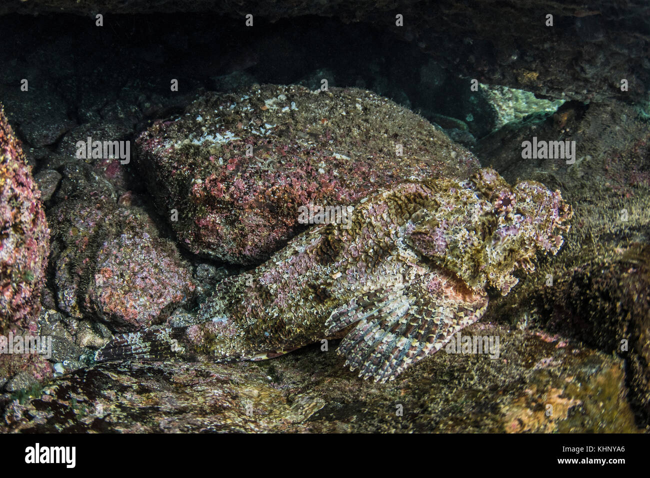 Spotted Scorpionfish (Scorpaena plumieri) camouflaged in rocks, Tower ...