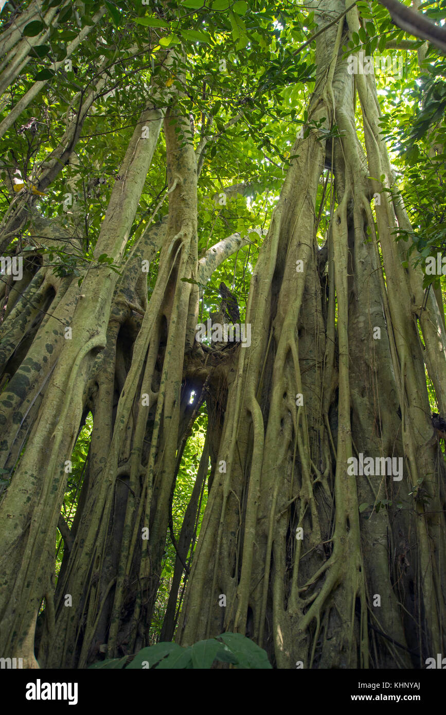 Fig (Ficus sp) trees strangling host trees, Ecuador Stock Photo - Alamy