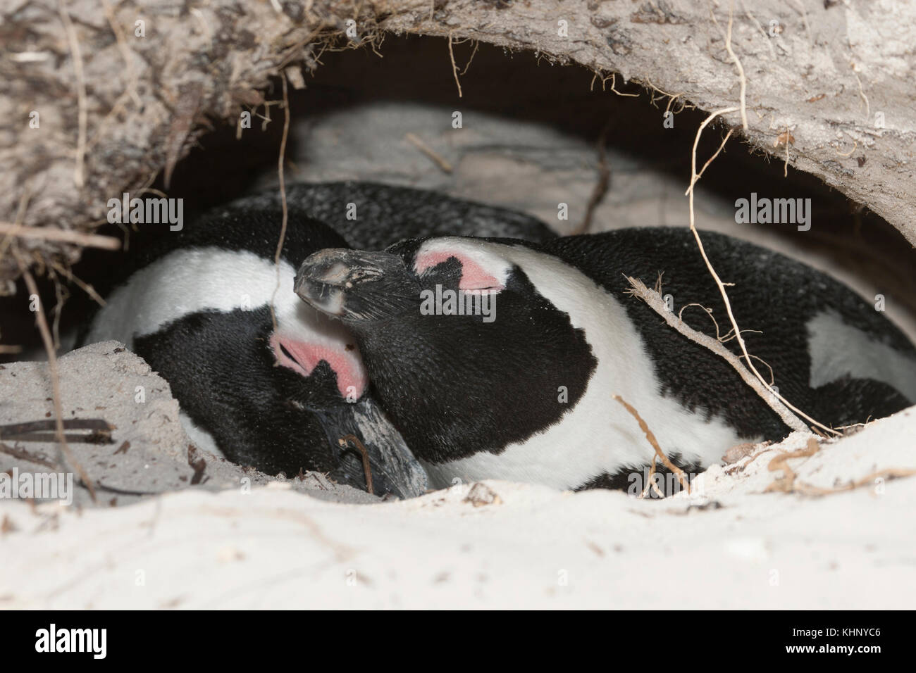 "Black-footed Penguin (Spheniscus demersus) pair in nest burrow, South ...